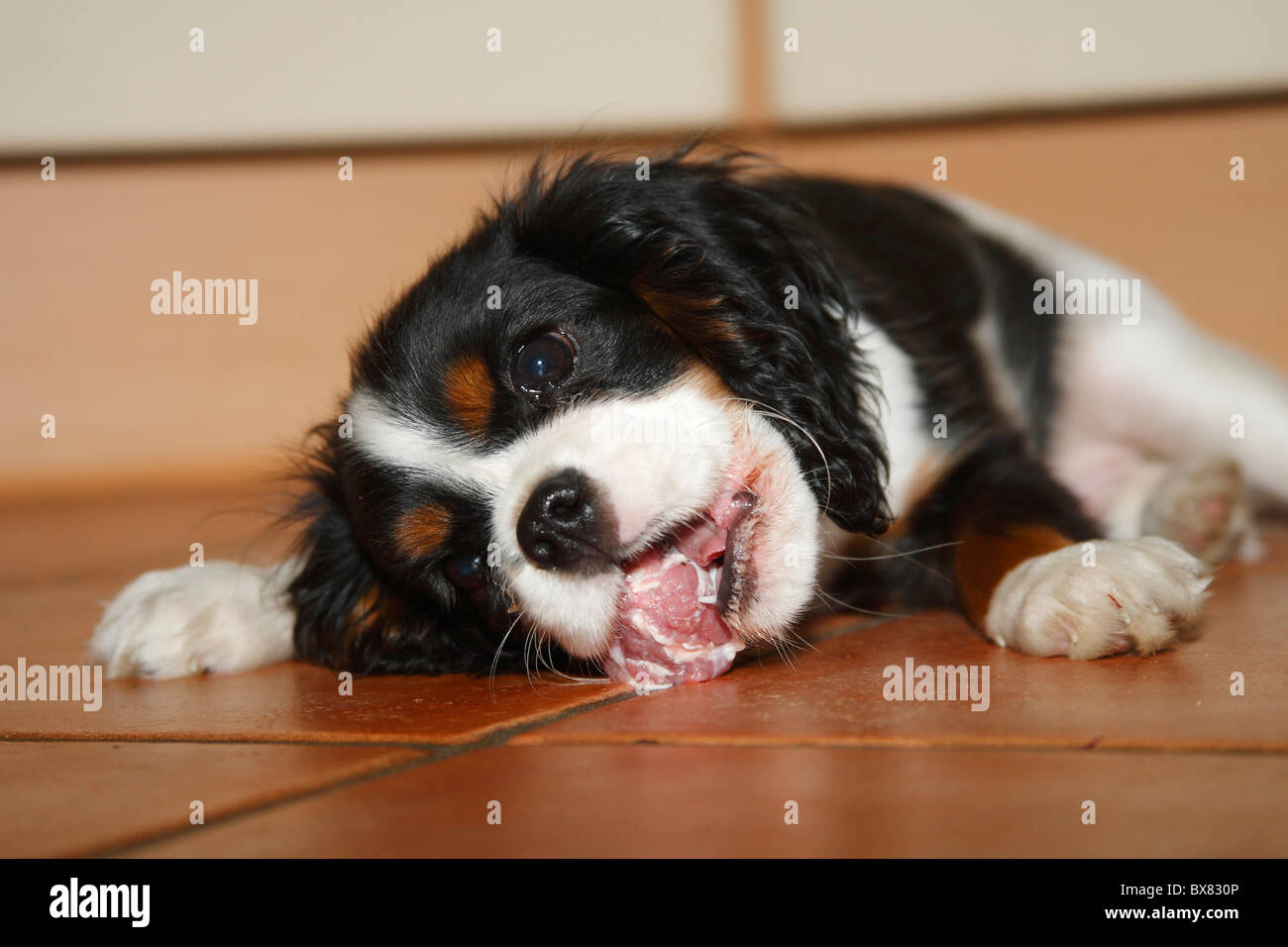Cavalier King Charles Spaniel, puppy, tricolour, 15 weeks, eating raw ...