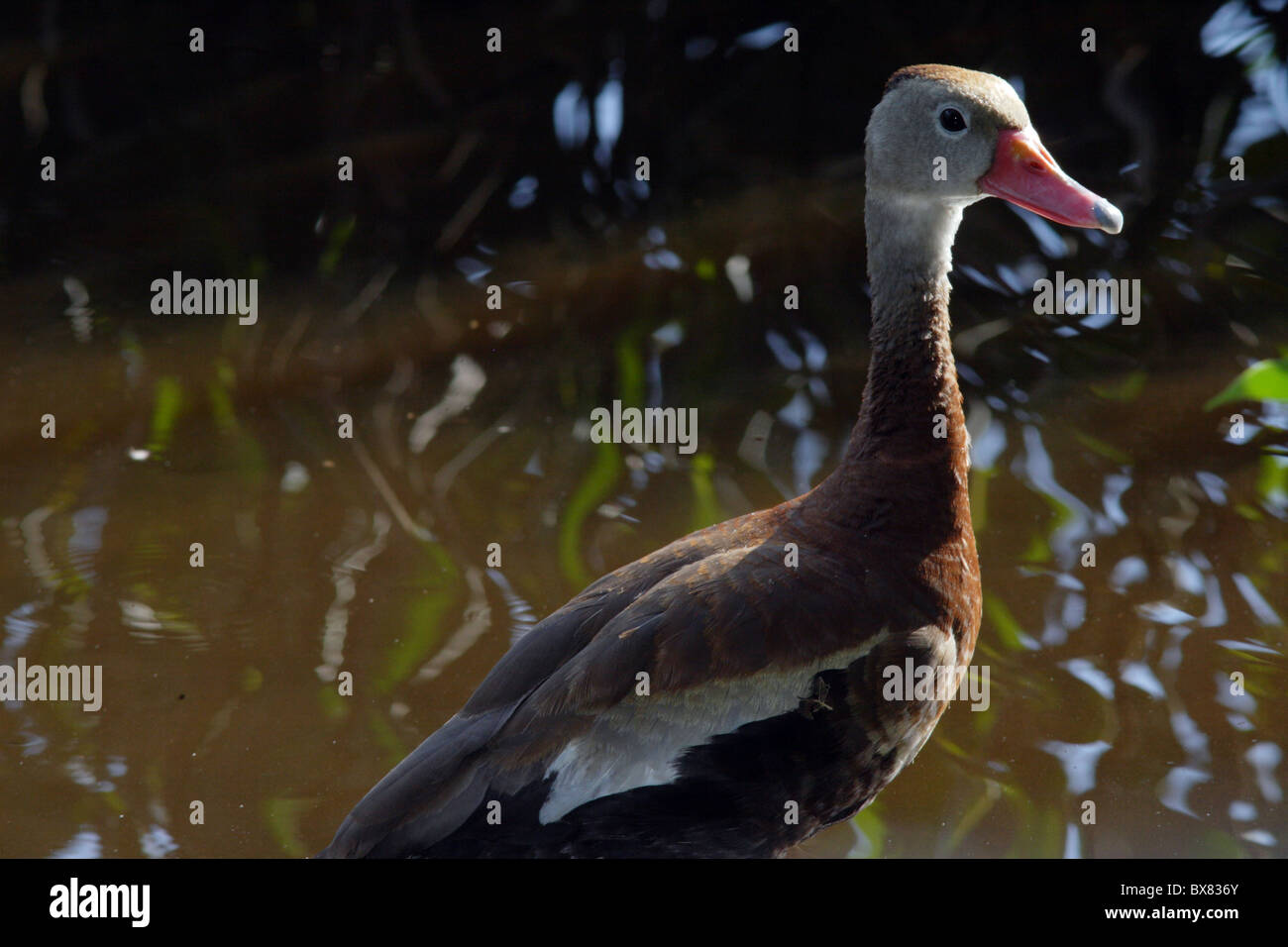 Black-Bellied Tree Duck Stock Photo - Alamy