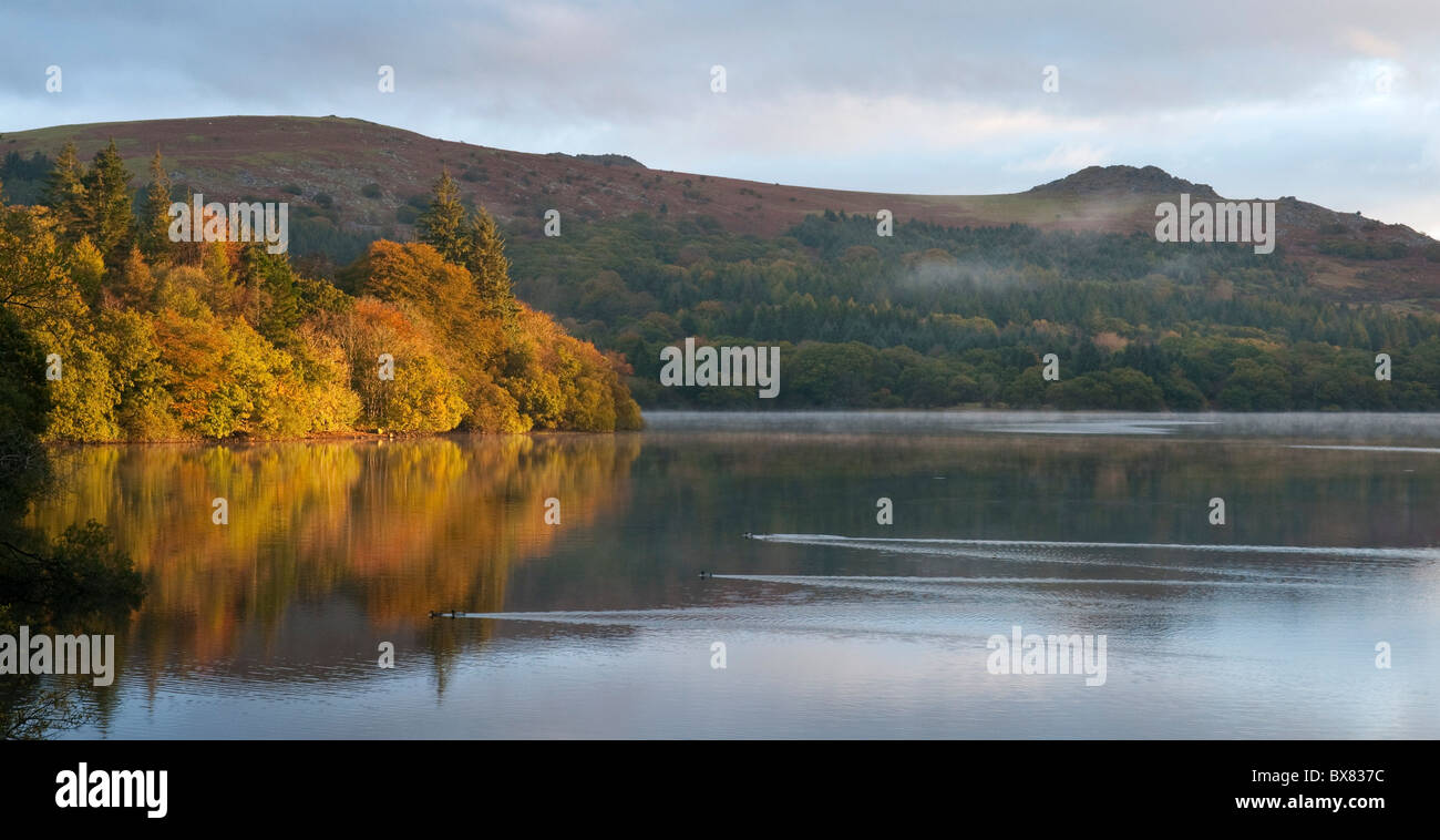 Dartmoor trees hi-res stock photography and images - Alamy