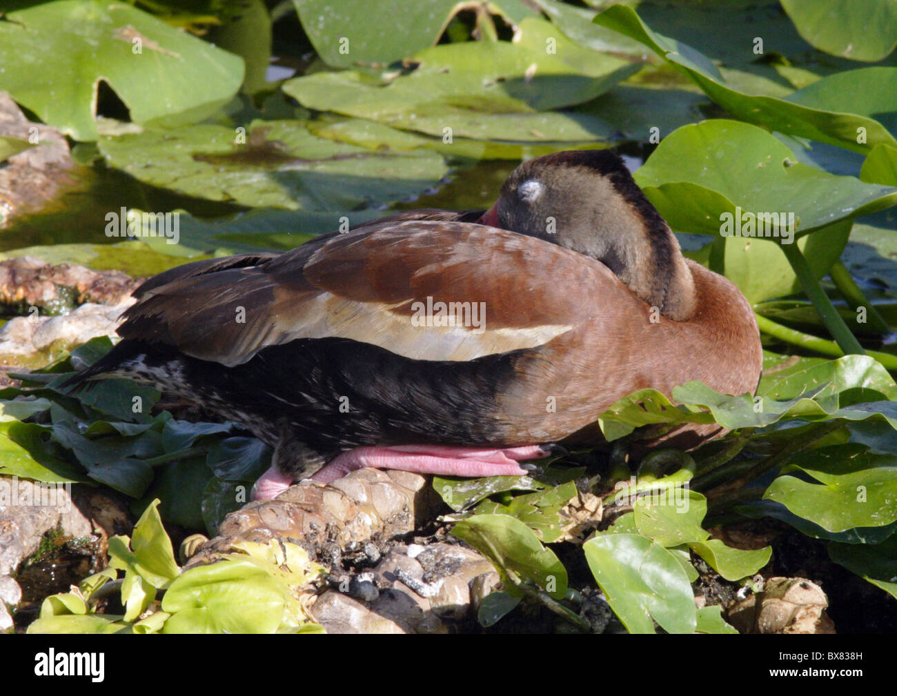 Black-Bellied Tree Duck Stock Photo - Alamy