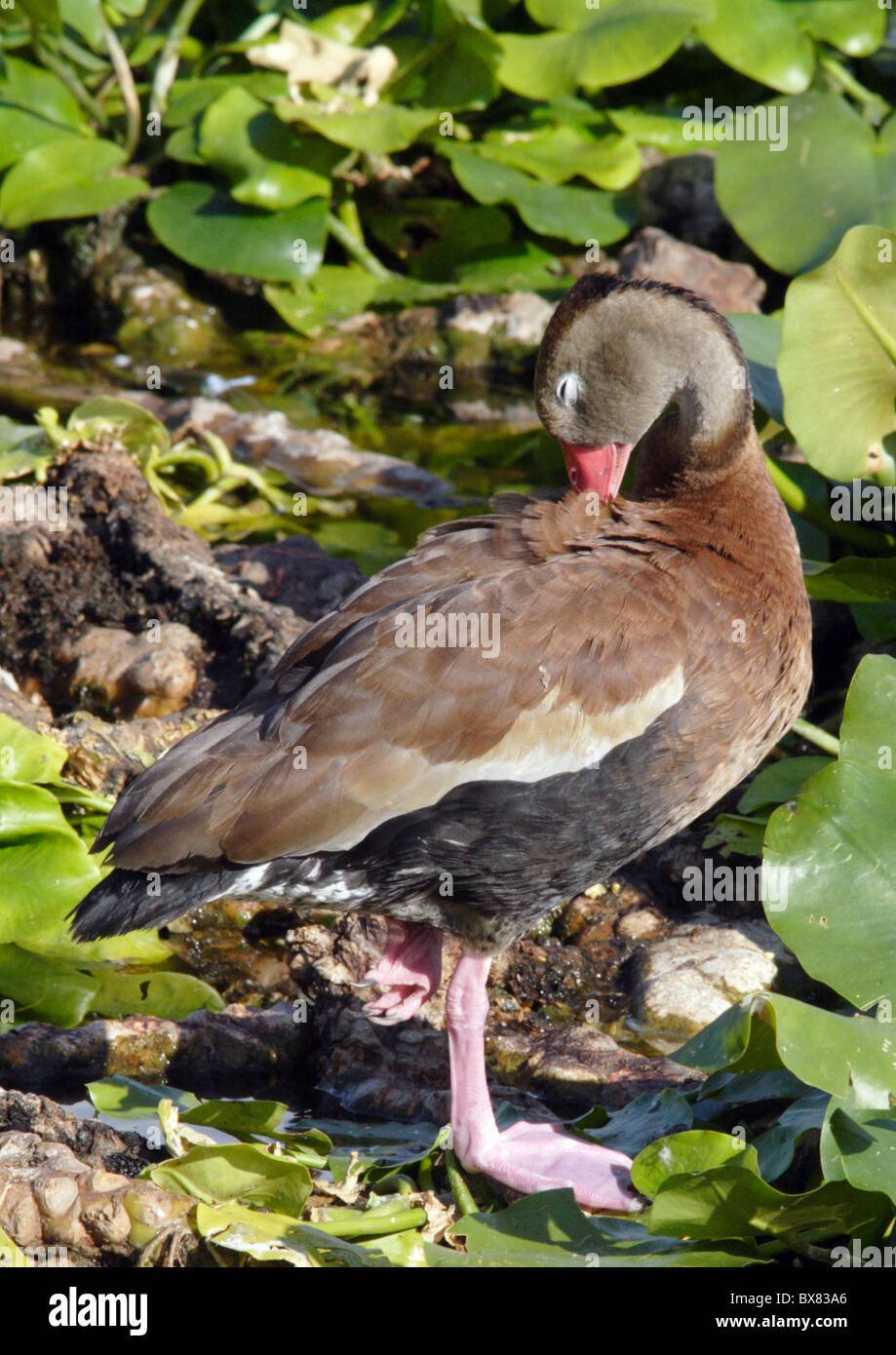 Black-Bellied Tree Duck Stock Photo - Alamy