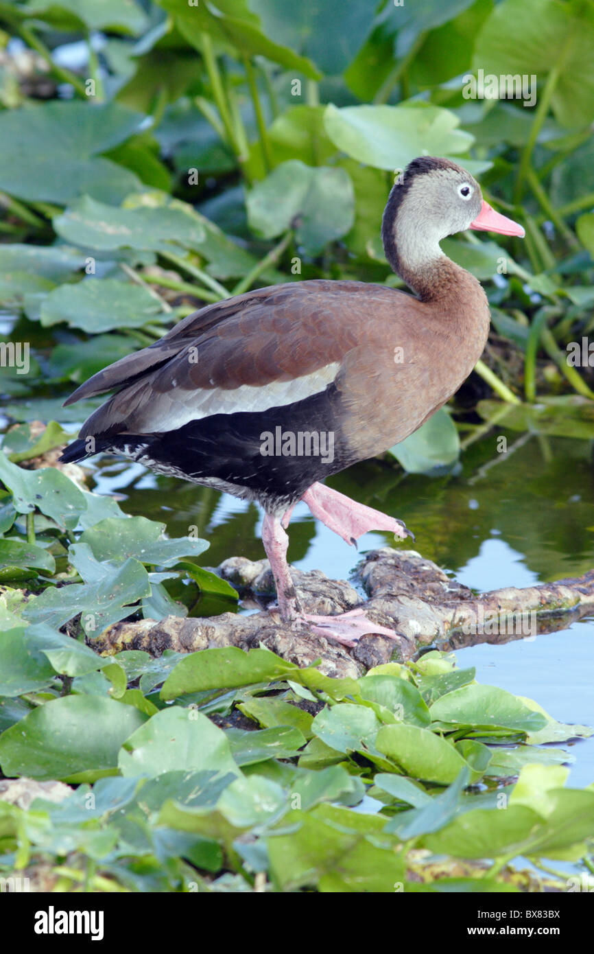 Black-Bellied Tree Duck Stock Photo - Alamy