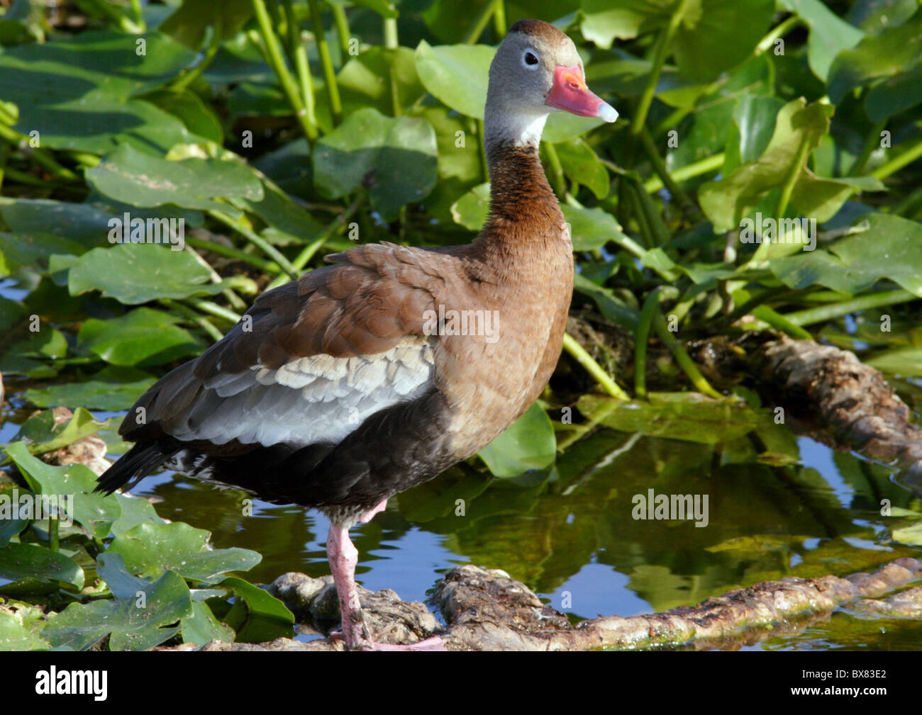 Black-Bellied Tree Duck Stock Photo - Alamy
