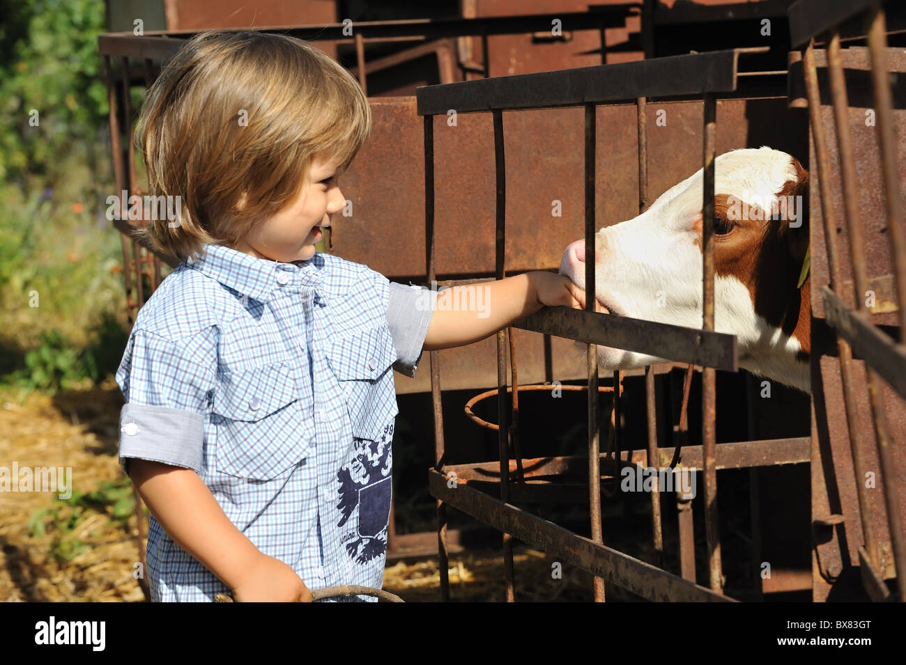 Boy With Calf High Resolution Stock Photography and Images - Alamy