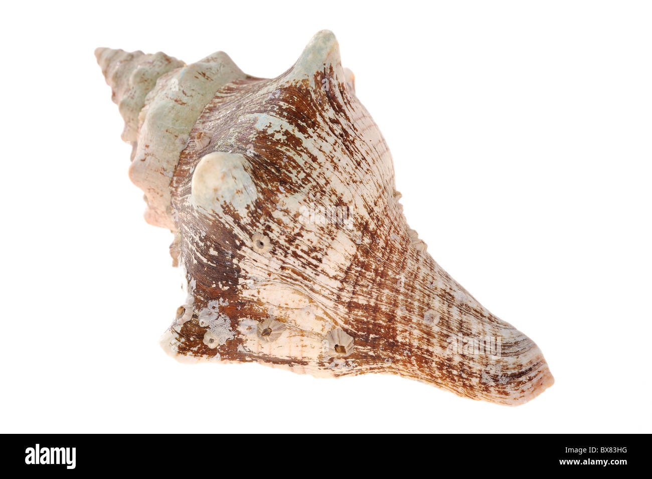 Seashell on white background Stock Photo - Alamy