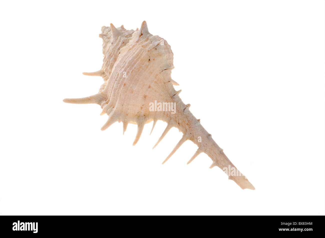 Seashell on white background Stock Photo - Alamy