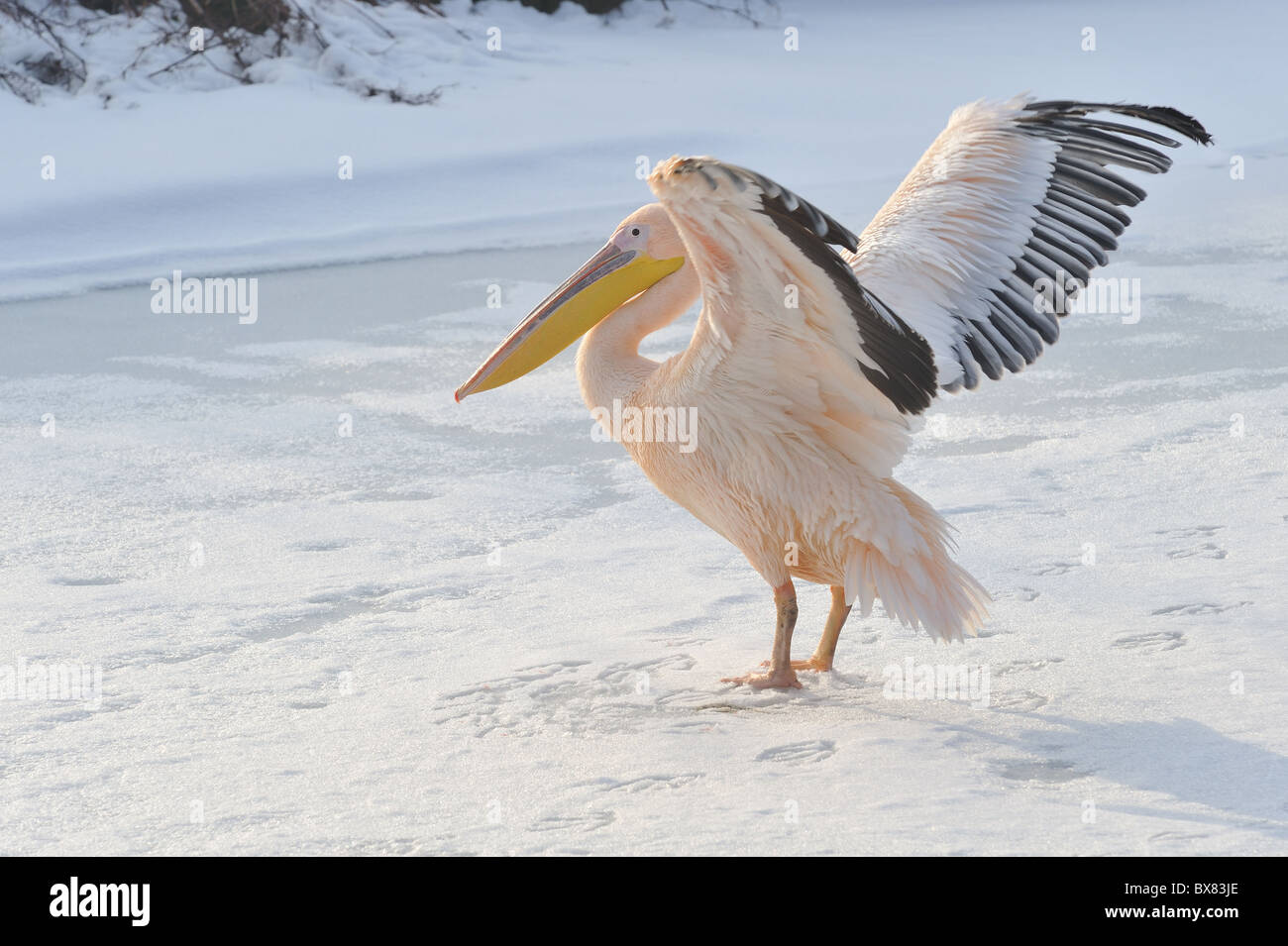 pink pelican in winter Stock Photo - Alamy