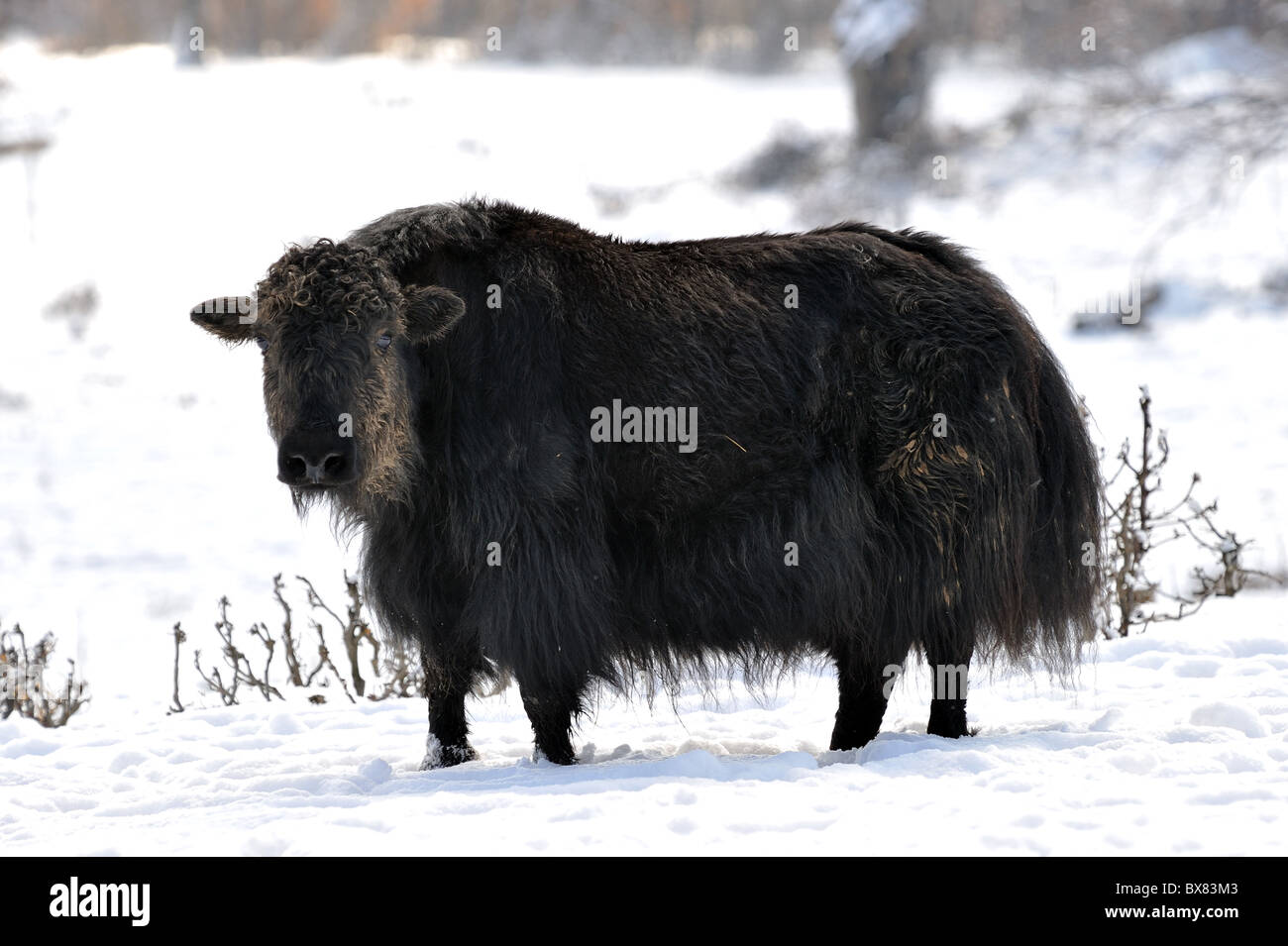 yak in the winter Stock Photo - Alamy