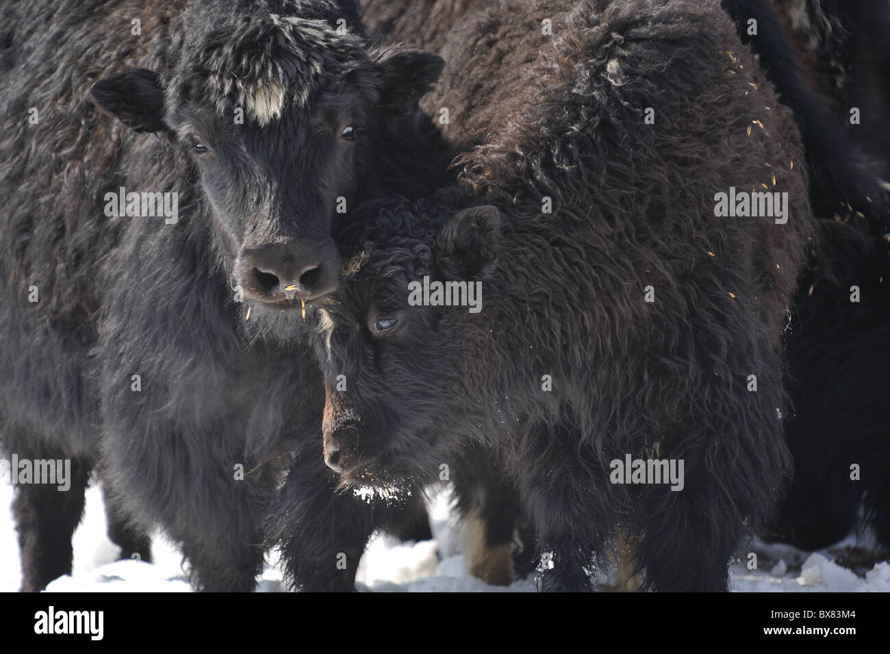 Closeup yak hi-res stock photography and images - Alamy