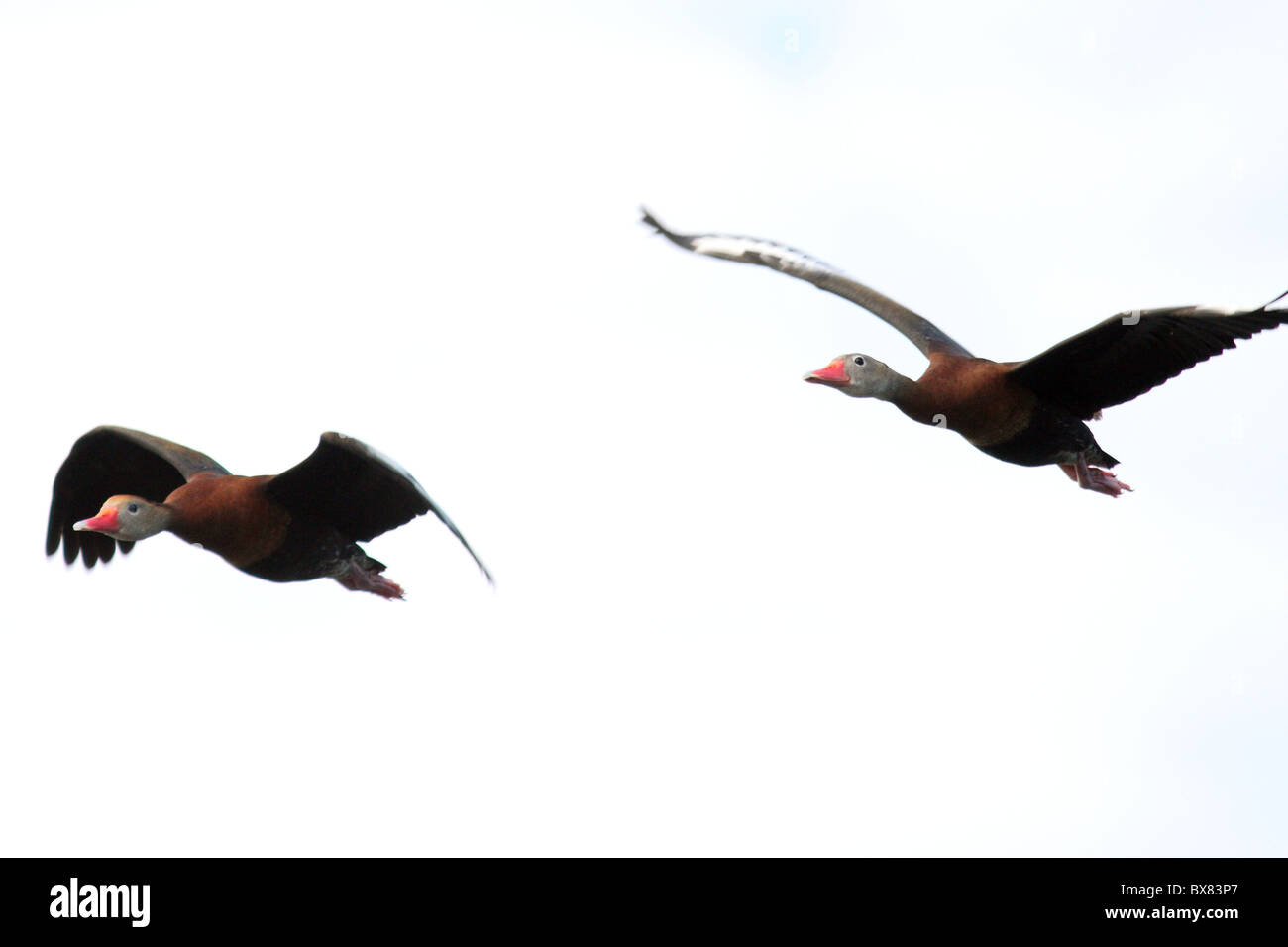 Black-Bellied Tree Duck Stock Photo - Alamy