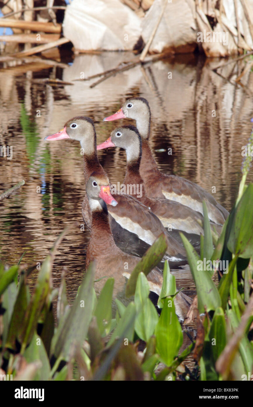 Black-Bellied Tree Duck Stock Photo - Alamy