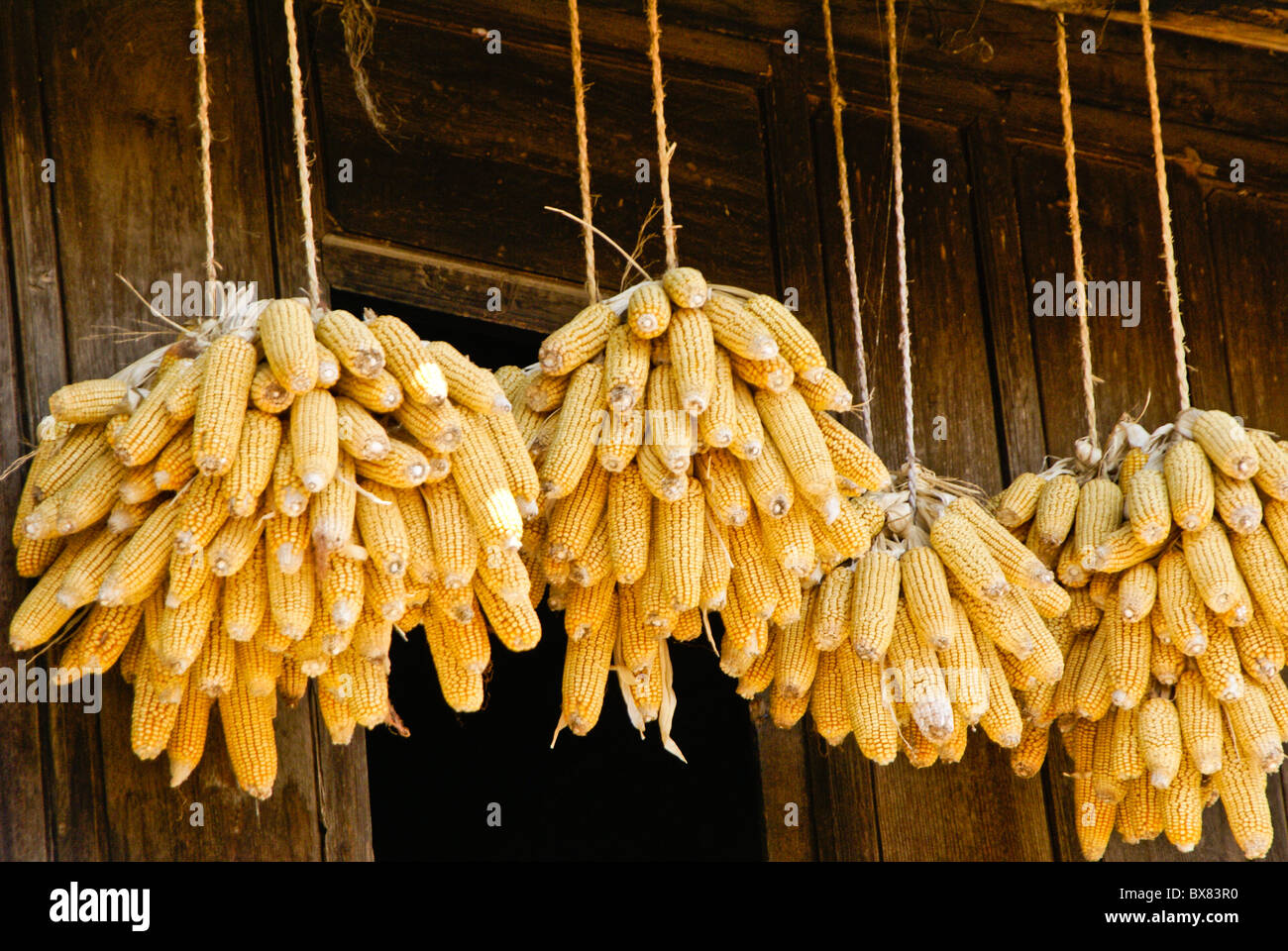 Drying corn hanging outside house, Shaxi, Jiangsu, China Stock Photo ...