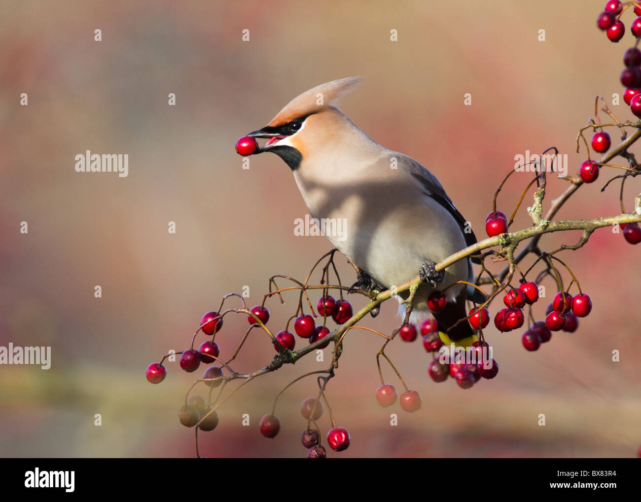 British waxwing hi-res stock photography and images - Alamy