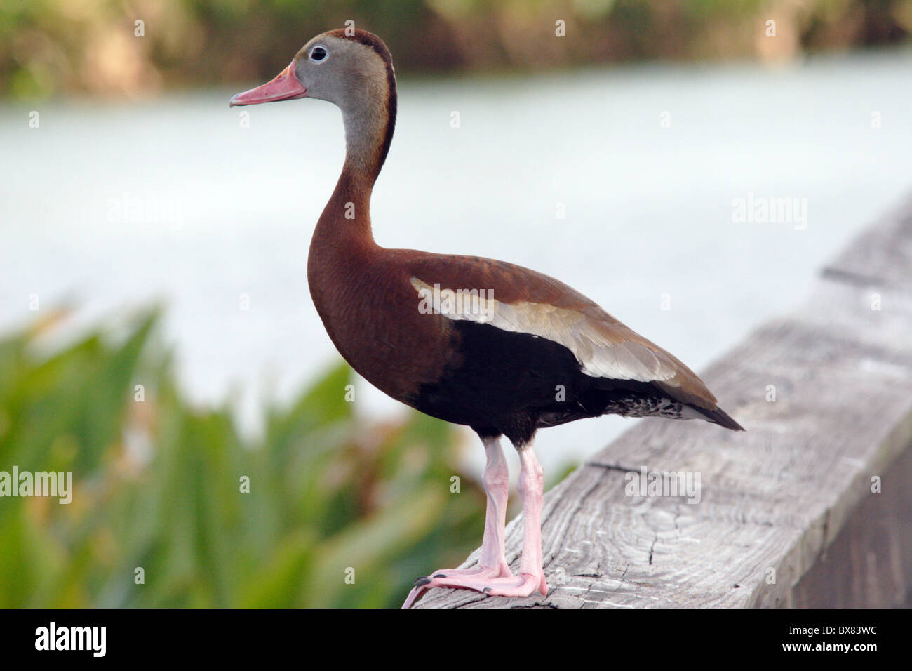Black-Bellied Tree Duck Stock Photo - Alamy