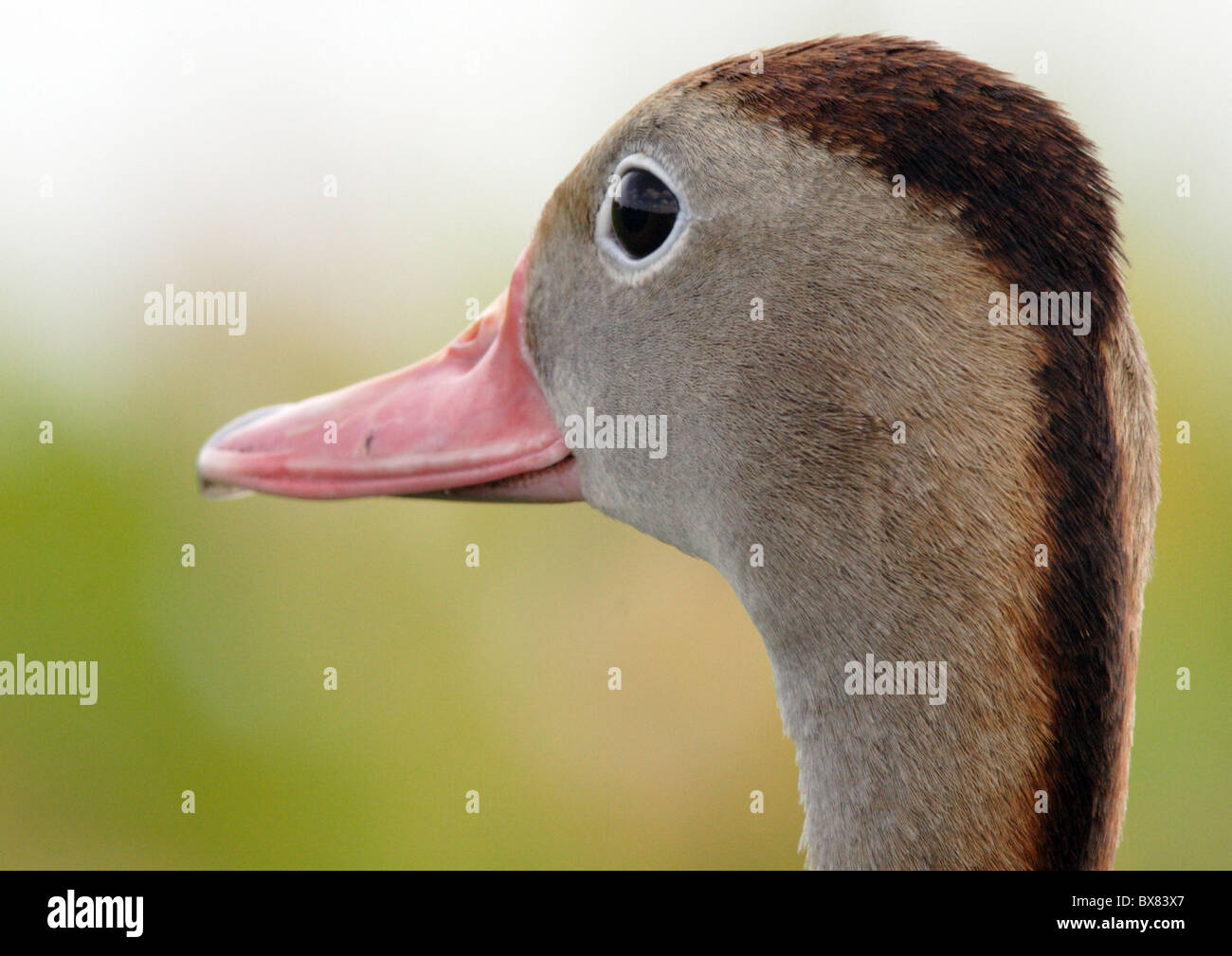 Black-Bellied Tree Duck Stock Photo - Alamy