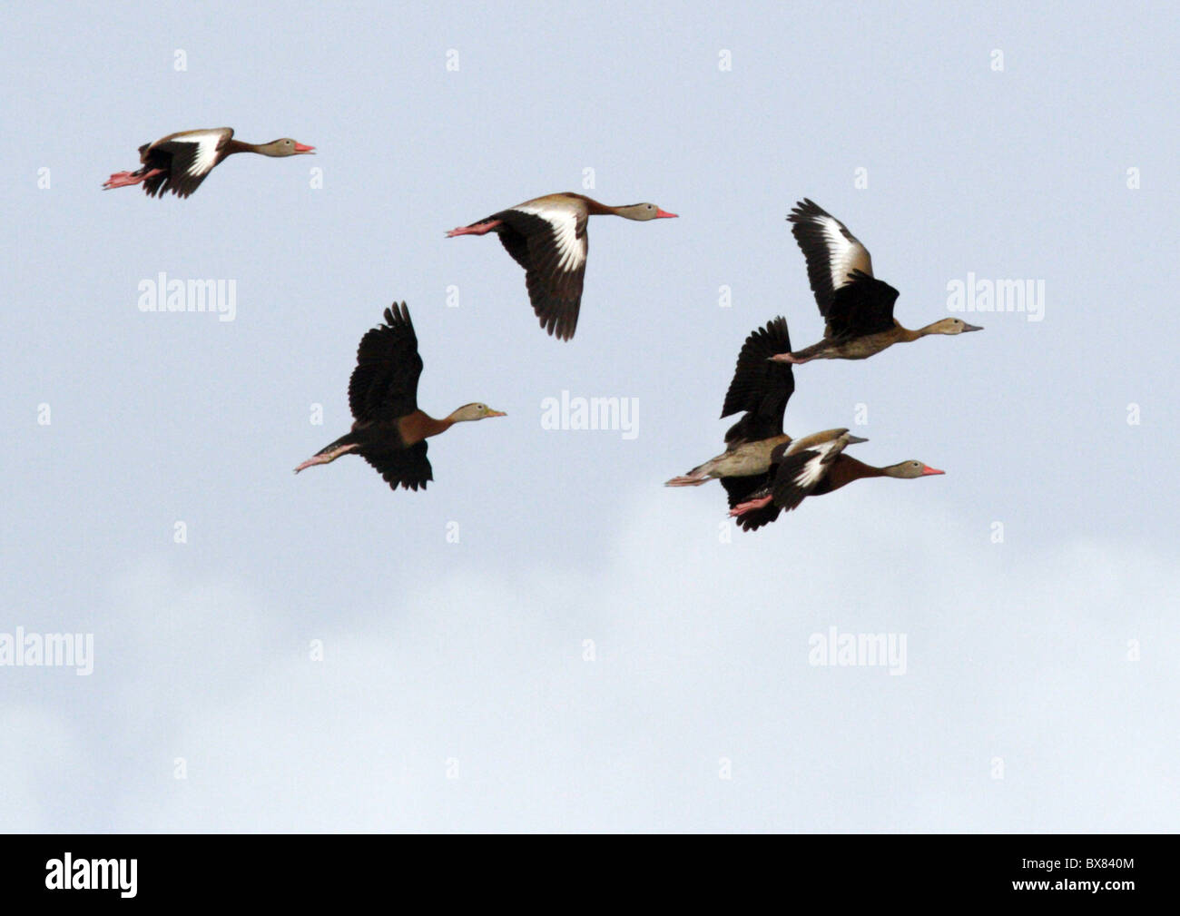Black-Bellied Tree Duck Stock Photo - Alamy