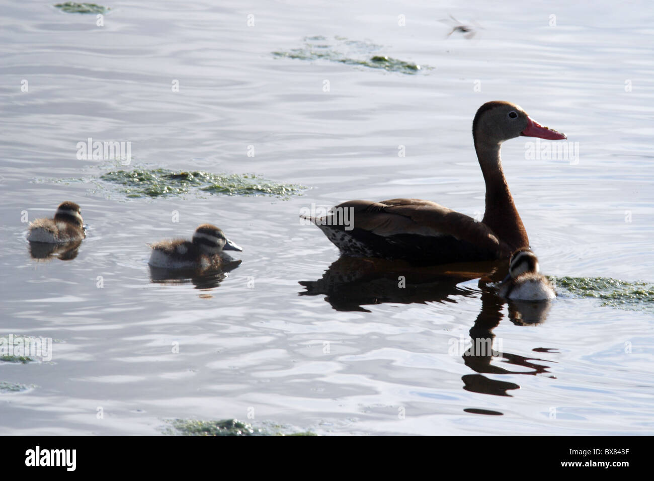 Black-Bellied Tree Duck Stock Photo - Alamy