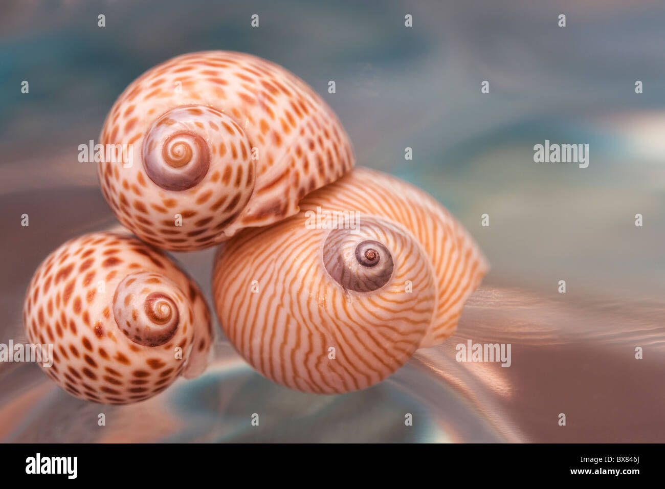 Sanibel island florida and shells hi-res stock photography and images ...