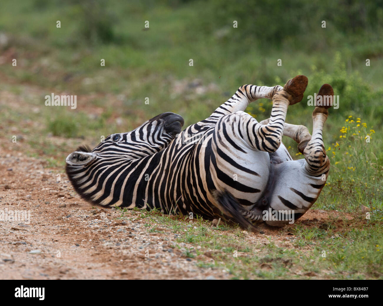 Rolling plains hi-res stock photography and images - Alamy