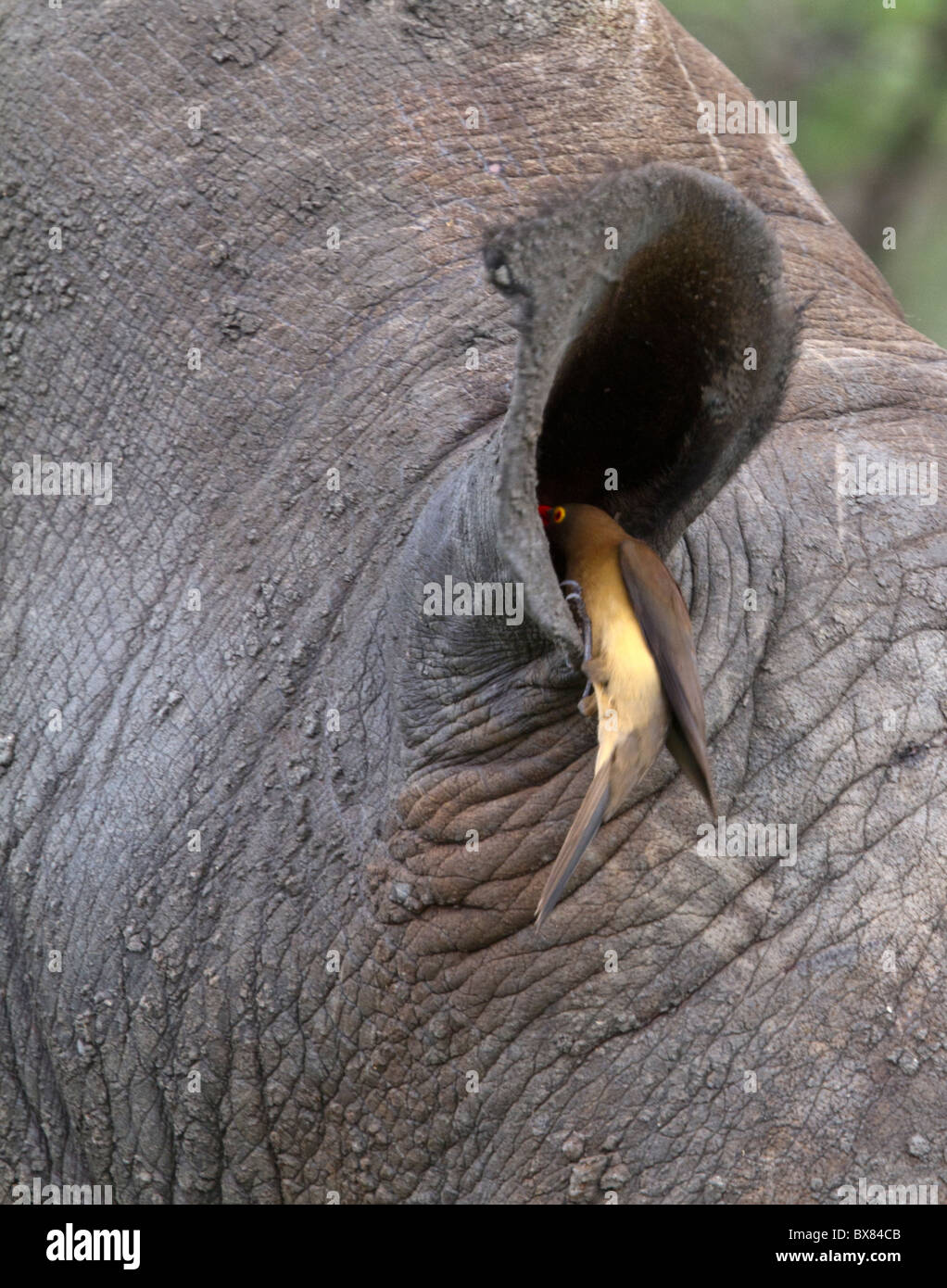 Red-billed oxpecker (Buphagus eruthrorhyncus) cleaning the ear of a ...