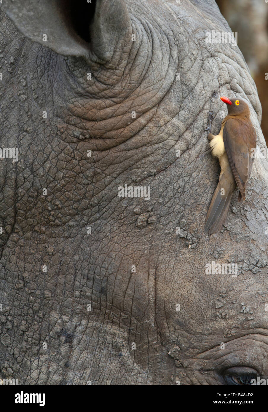 Oxpecker rhino hi-res stock photography and images - Alamy