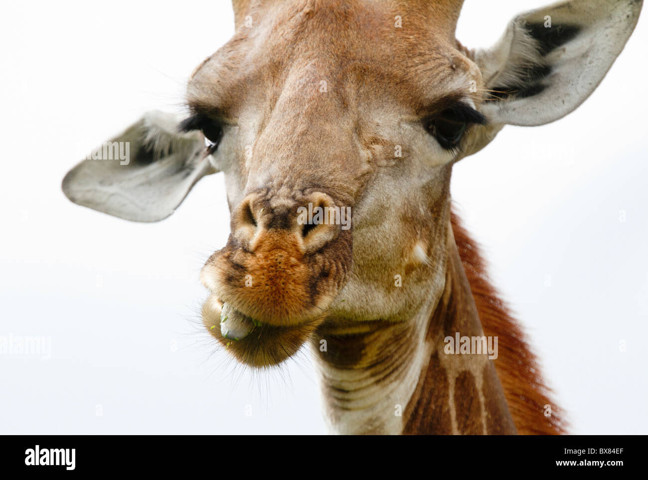 Giraffe tongue hi-res stock photography and images - Alamy