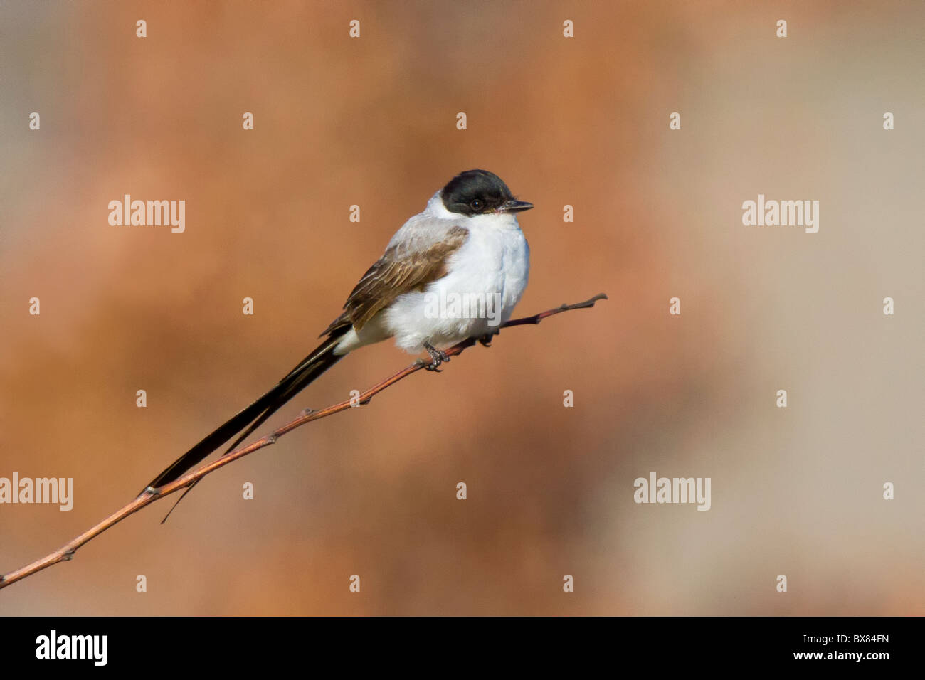 Forktail Bird High Resolution Stock Photography and Images - Alamy