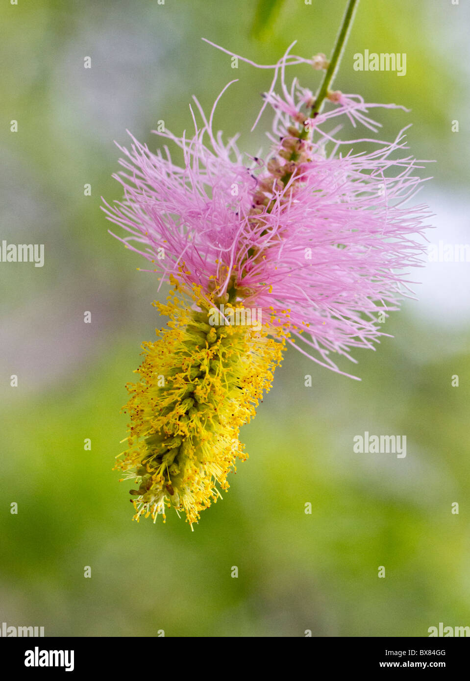 Flower of the sickle bush (Dichrostachys cinerea Stock Photo - Alamy