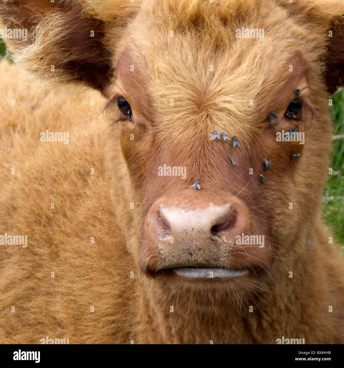 Cow flies hi-res stock photography and images - Alamy