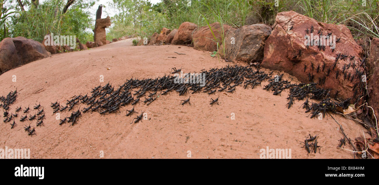 Swarm Of Locusts Africa High Resolution Stock Photography and Images ...
