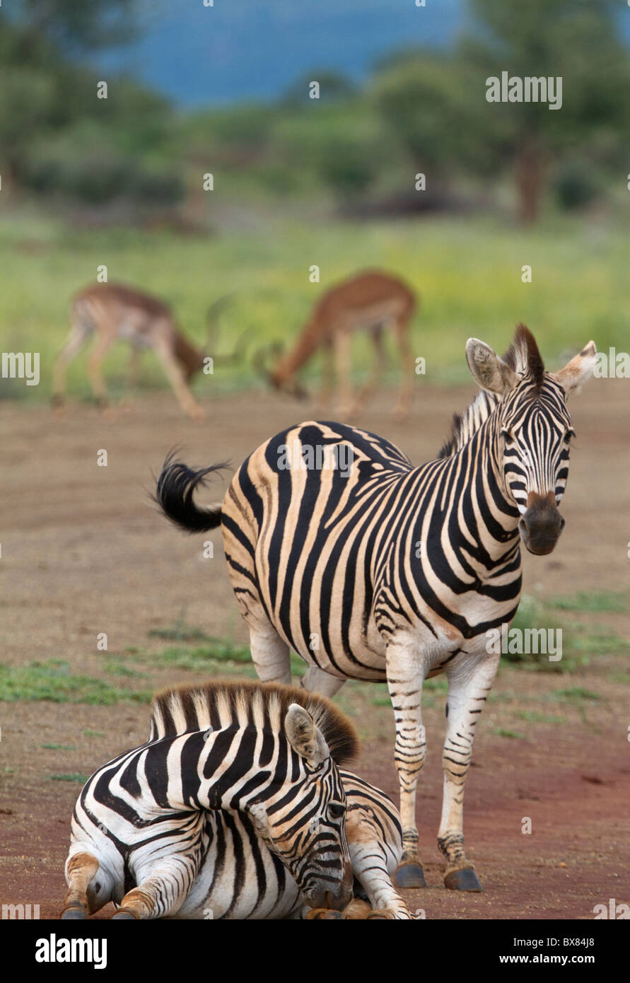 Zebra and impala hi-res stock photography and images - Alamy