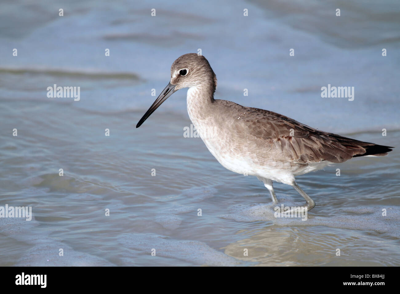 Short billed bird hi-res stock photography and images - Alamy