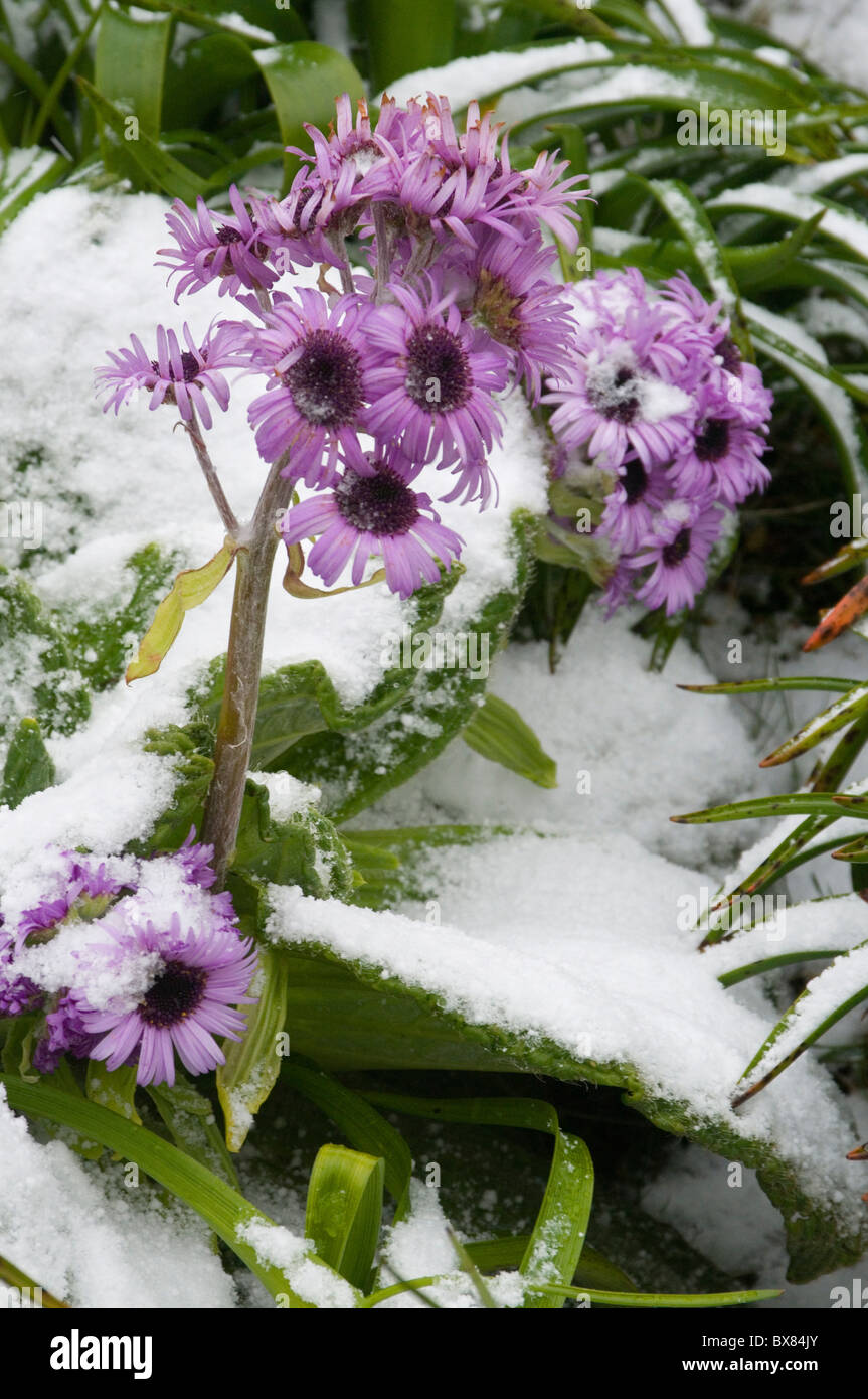 Pleurophyllum speciosum, a megaherb daisy flowering on the Subantarctic ...