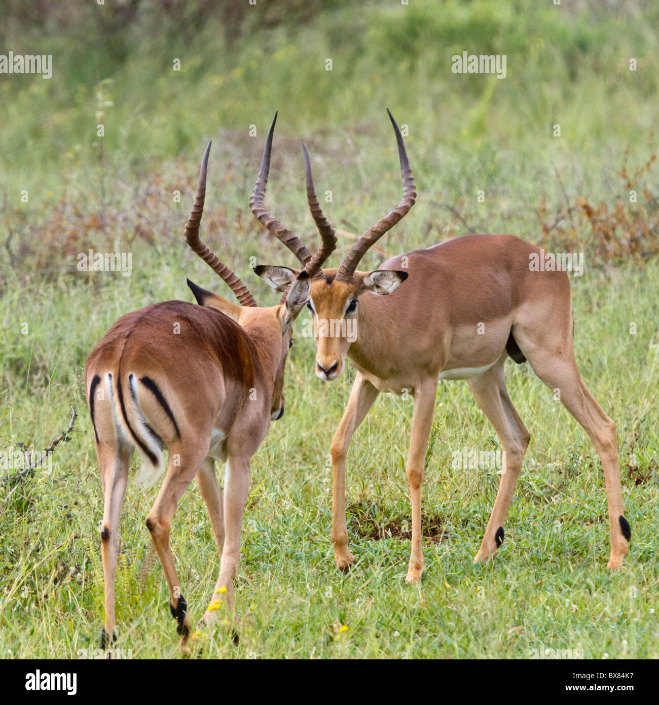 Young male impala aepyceros melampus hi-res stock photography and ...