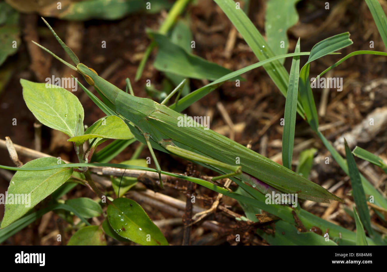 Slant-faced grasshopper (Acrida species) showing remarkable resemblance ...