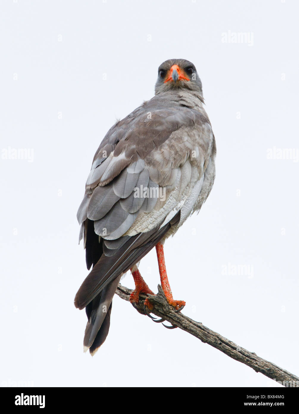 Gabar goshawk (Melierax gabar Stock Photo - Alamy