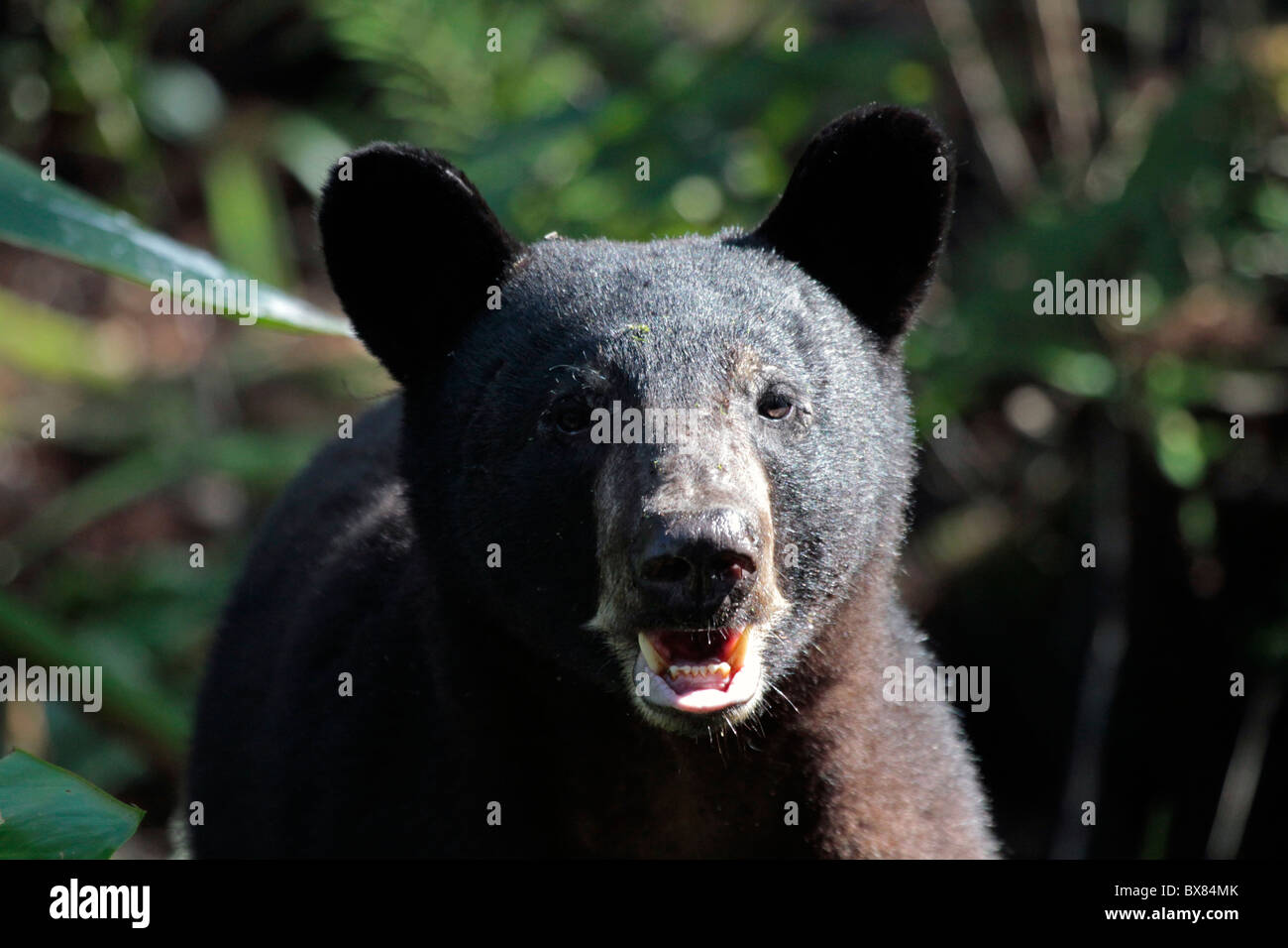 Florida black bear hi-res stock photography and images - Alamy