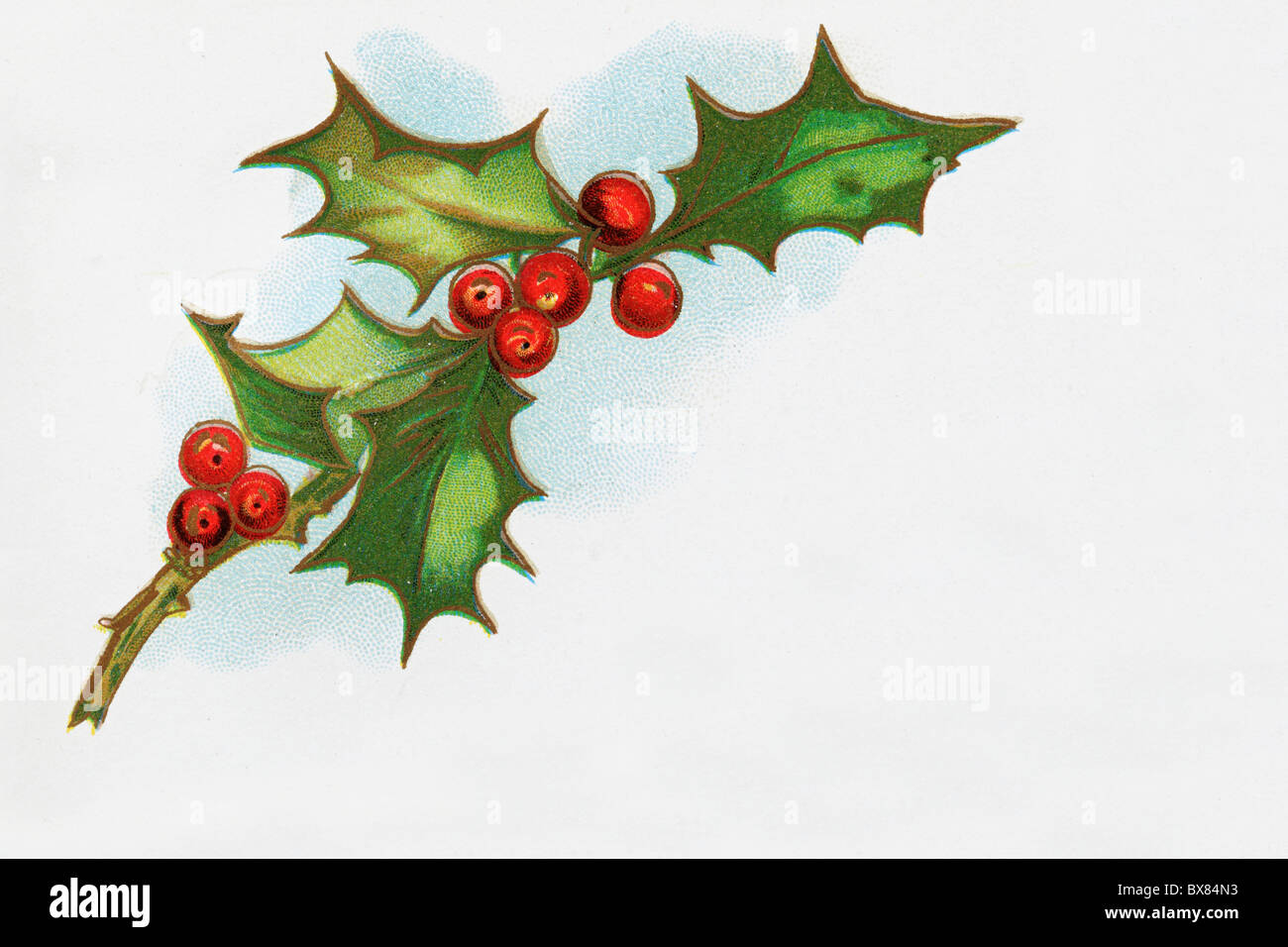 vintage print of holly sprig with leaves and berries from an 1898 book ...
