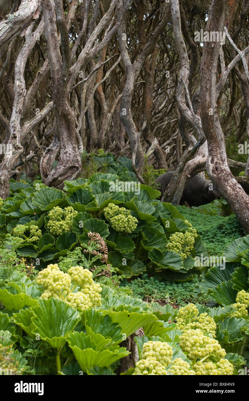 Antarctica forest hi-res stock photography and images - Alamy