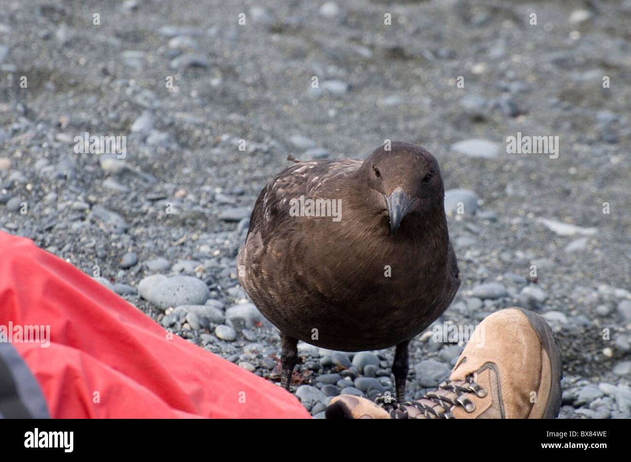 Subantarctic macquarie skua bird hi-res stock photography and images - Alamy