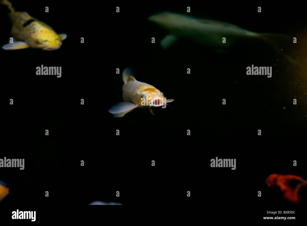 yellow fish in fish tank with mouth open Stock Photo - Alamy