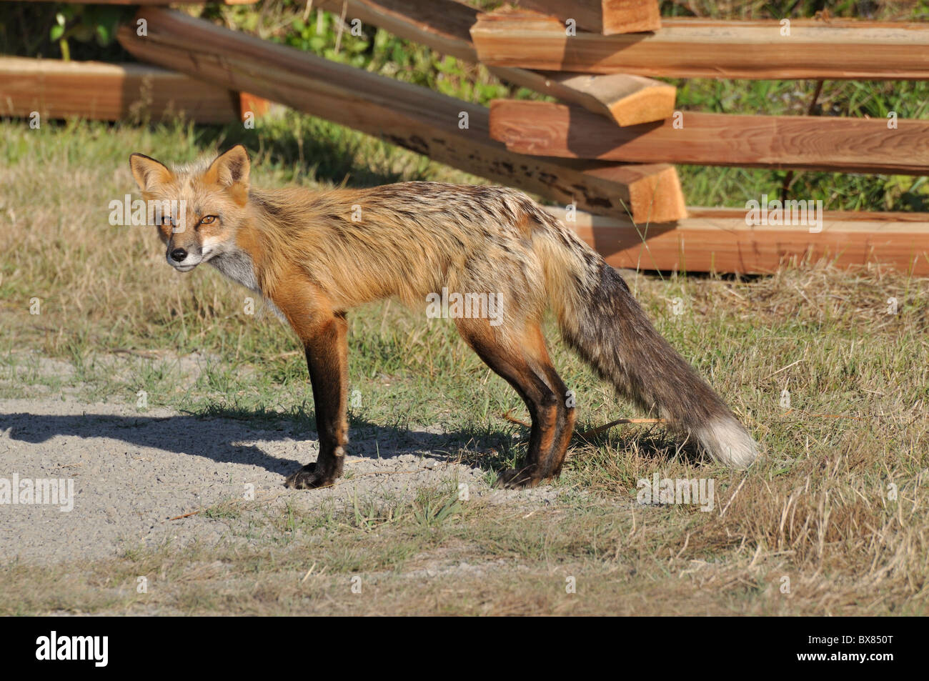 Red fox at park on San Juan Island, Washington Stock Photo - Alamy