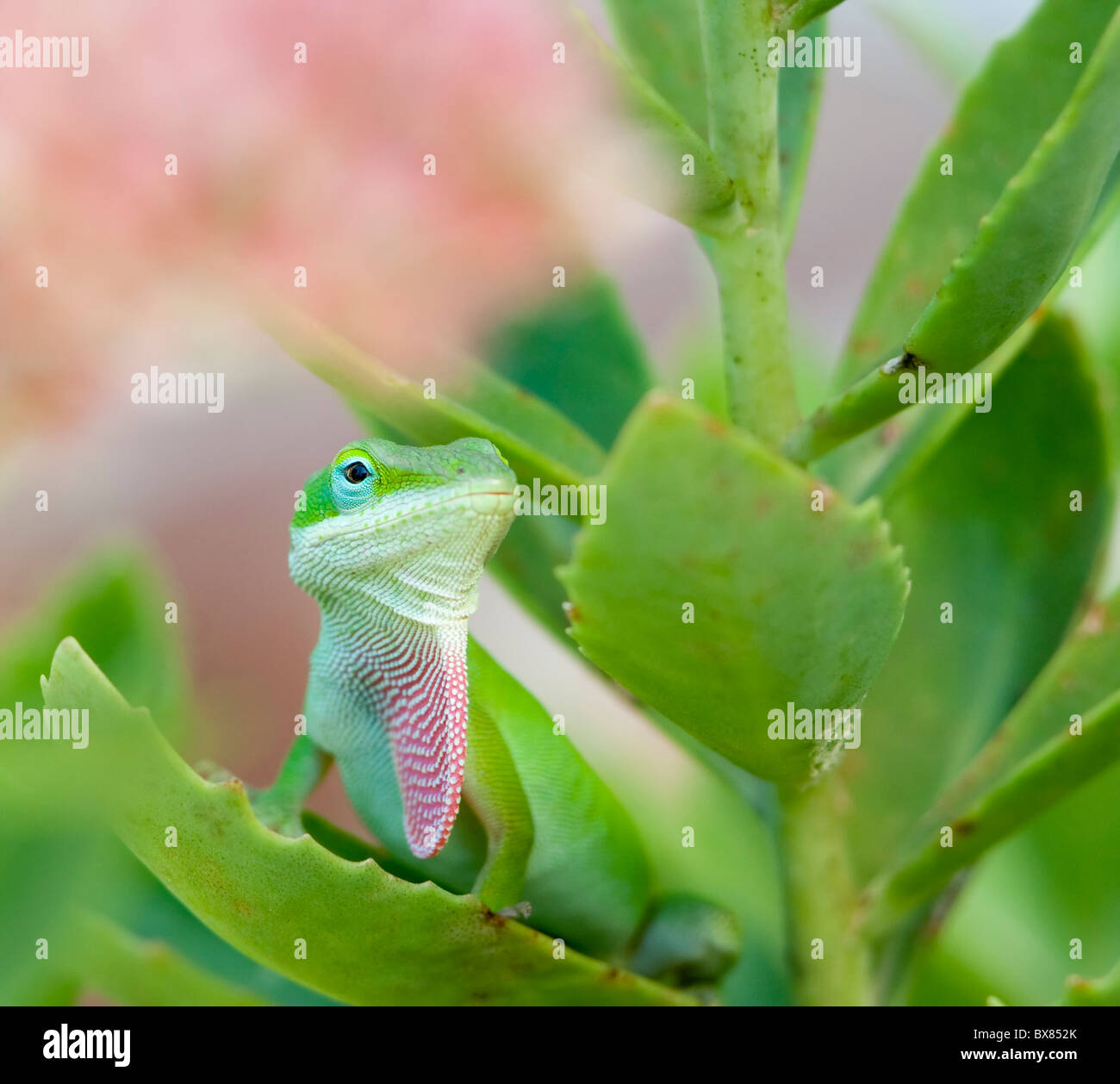 North american chameleon hi-res stock photography and images - Alamy