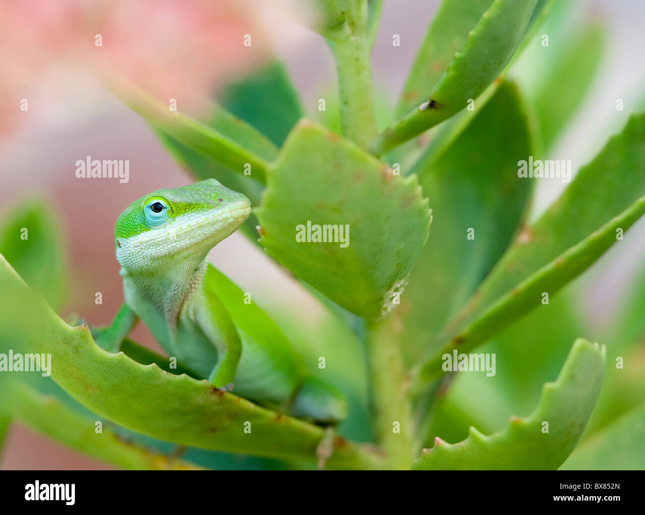 Anolis carolinensis hi-res stock photography and images - Alamy