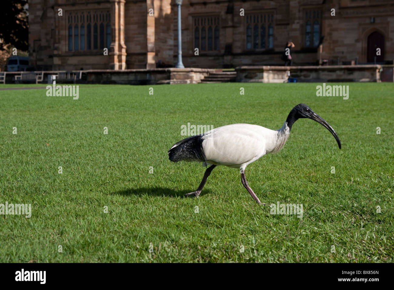 Wild ibis wandering around and foraging on Sydney street Stock Photo ...