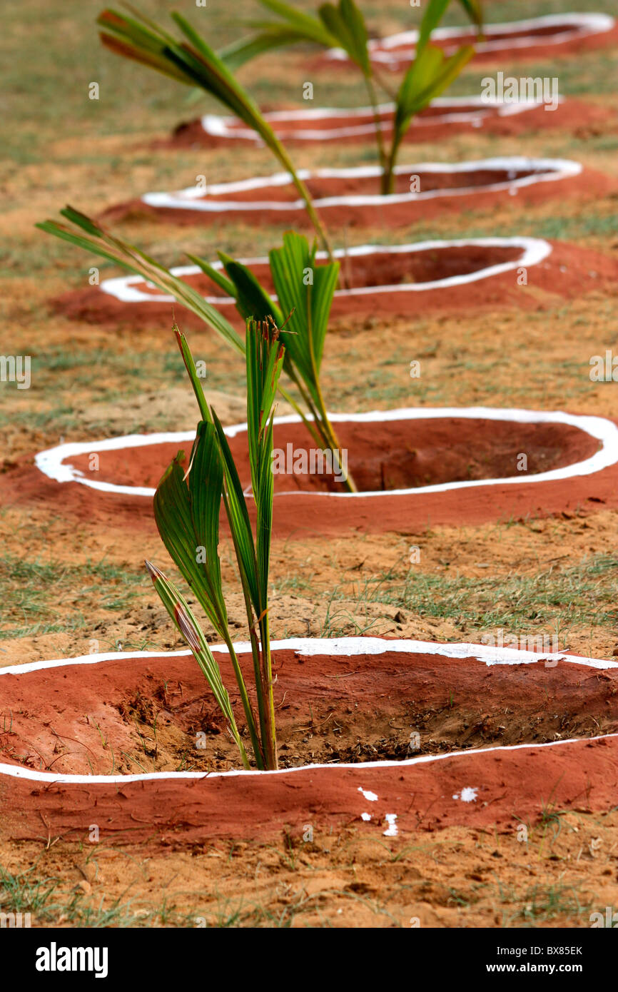 coconut sapling plantation Stock Photo - Alamy