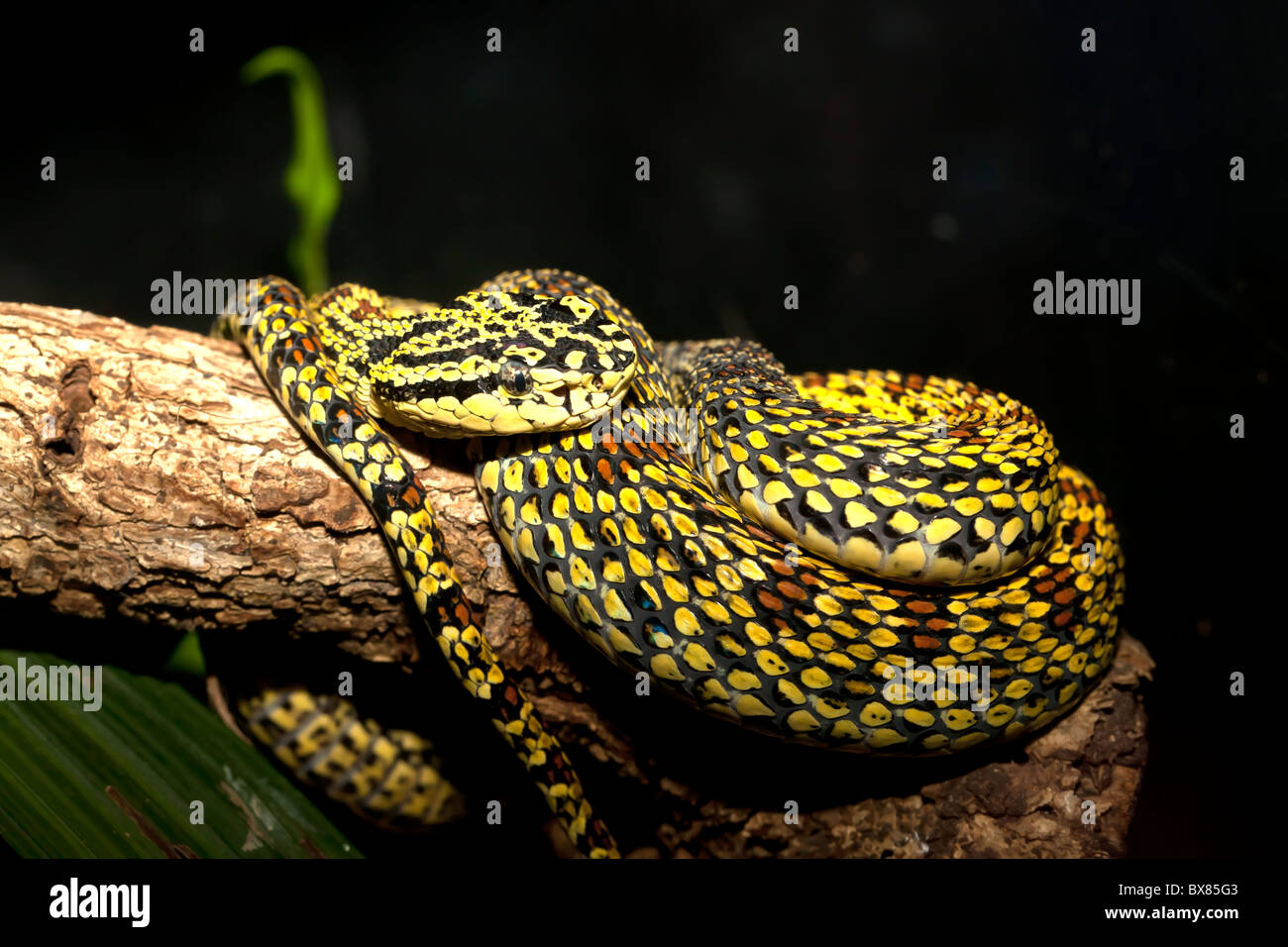 Species yellow wildlife hi-res stock photography and images - Alamy