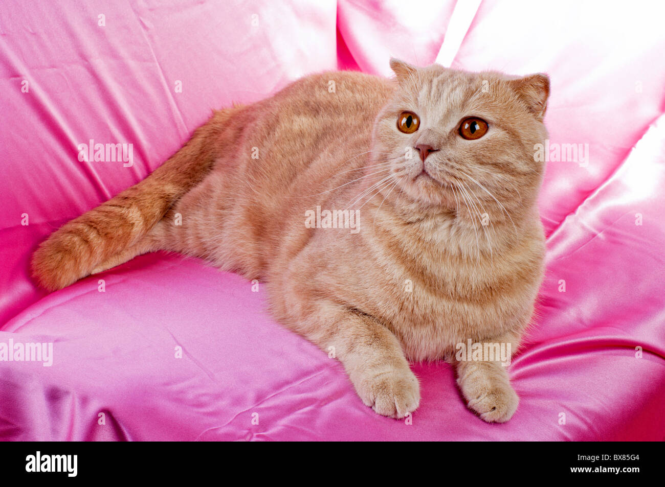 The British lop-eared cat of peach colour on a red background Stock ...
