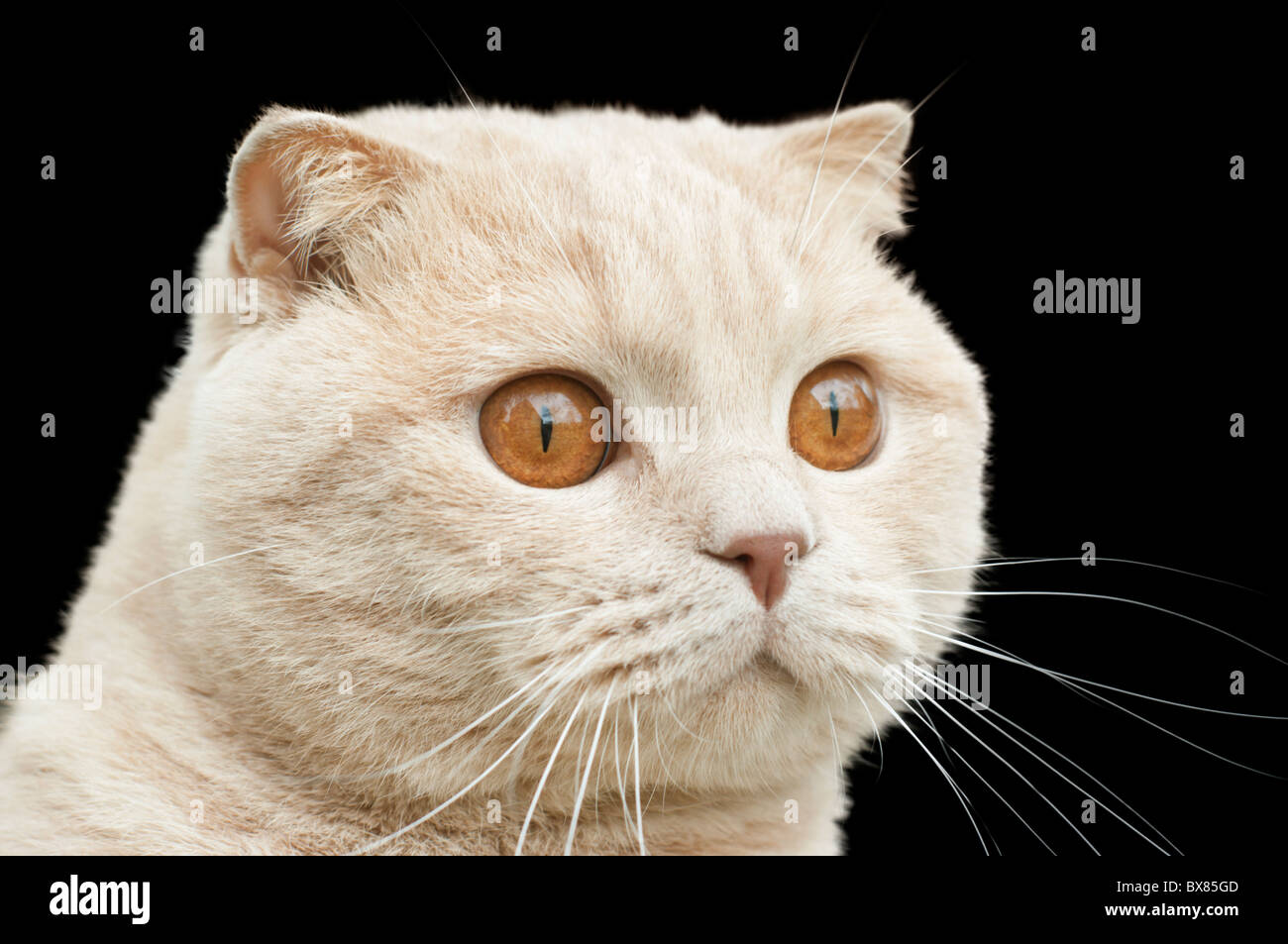 British fold the short-haired cat Looks in a distance Stock Photo - Alamy