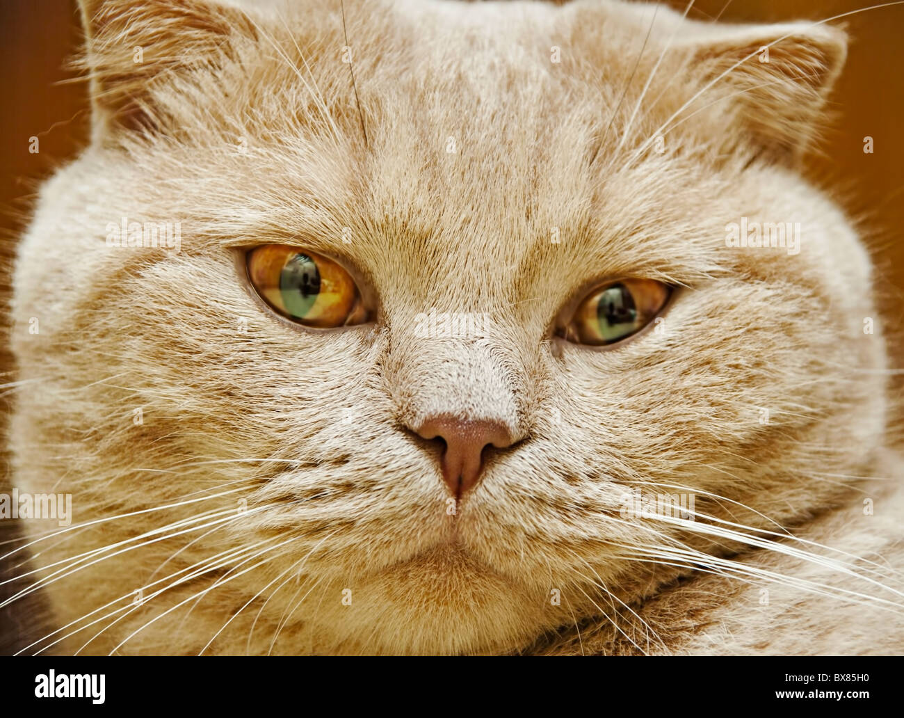 The Scottish lop-eared cat of peach colour Stock Photo - Alamy